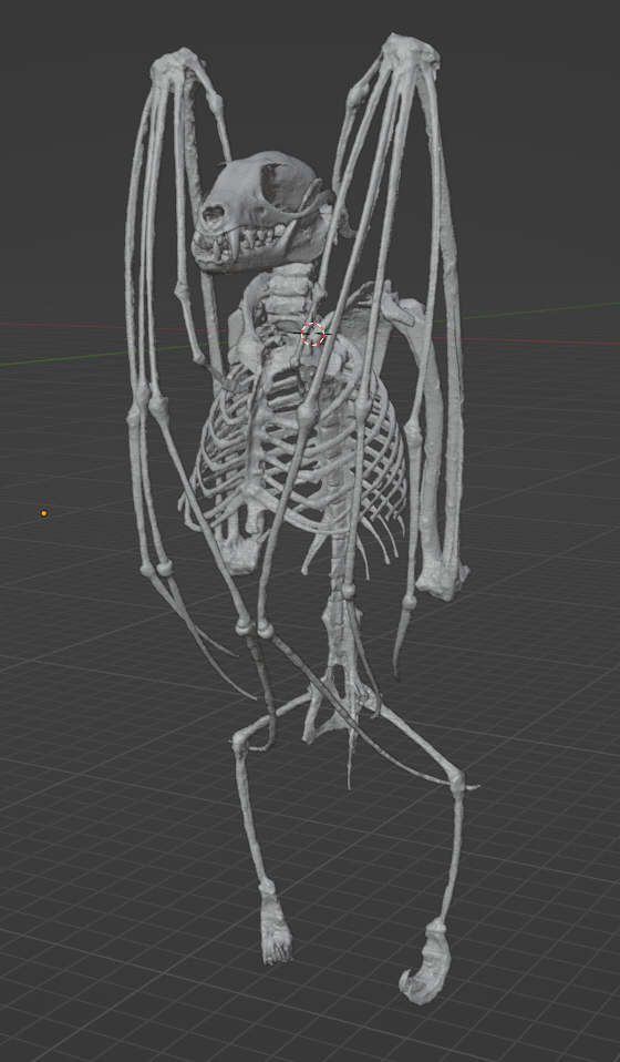 Fruit Bat Skeleton